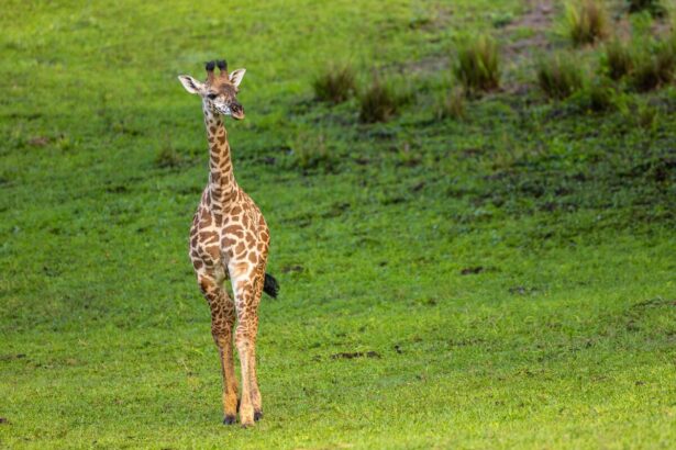 Ivy the Giraffe Debuts on Kilimanjaro Safaris at Animal Kingdom - Theme ...
